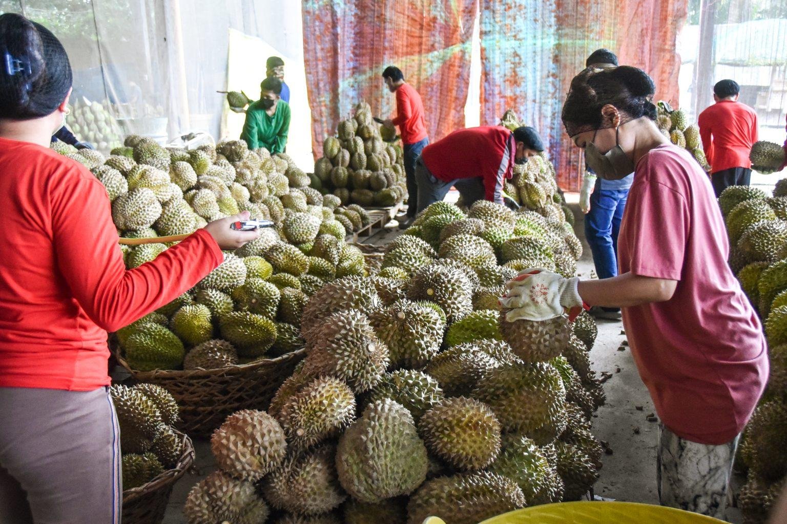 Philippines sends off 1st batch of durian from Davao to China