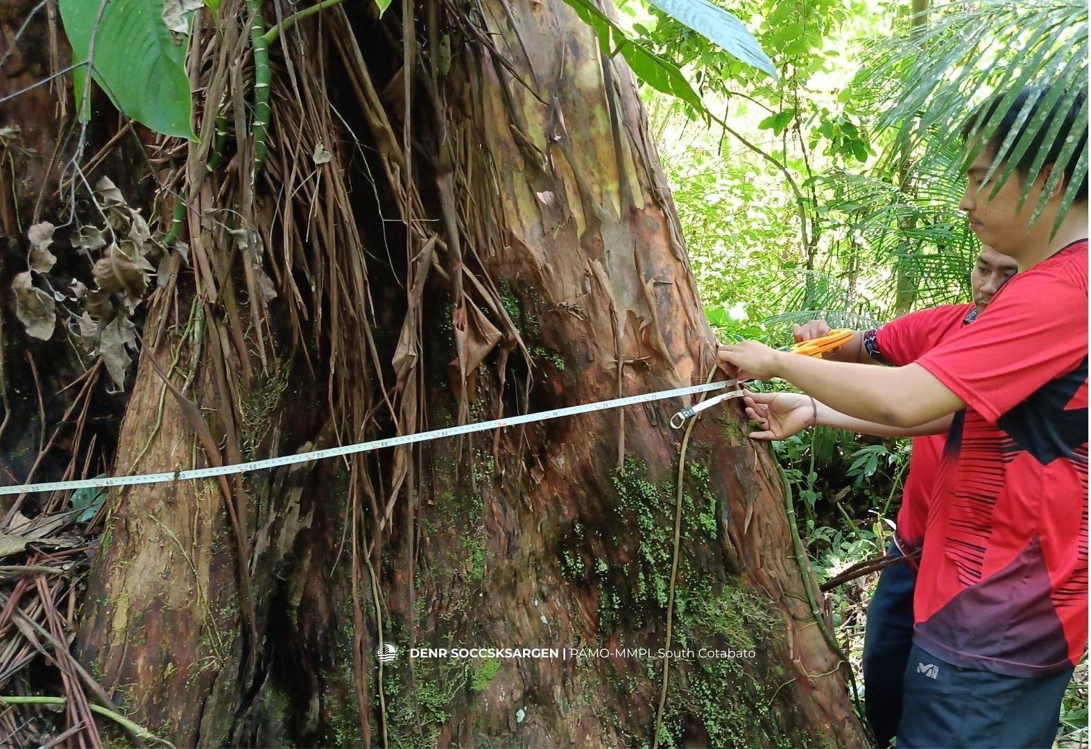 Bagras discovered in South Cotabato to be declared as heritage tree
