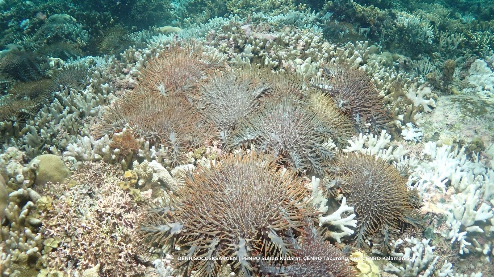 Harmful StarFish