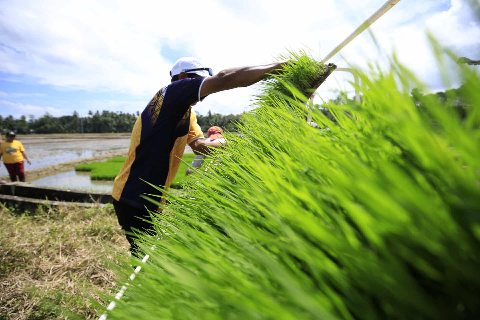 Davao de Oro launches hybrid rice demo farm amid Philippines’ push for ...