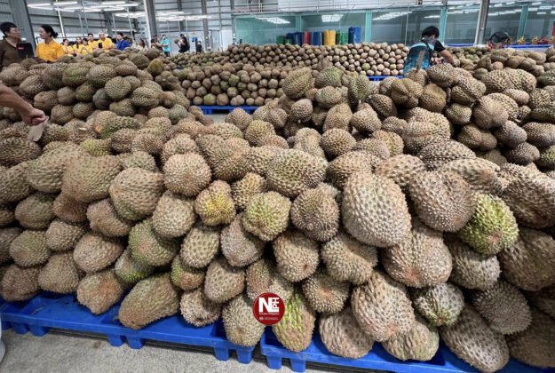 Mindanao durian growers gain stronger markets, higher prices amid ...